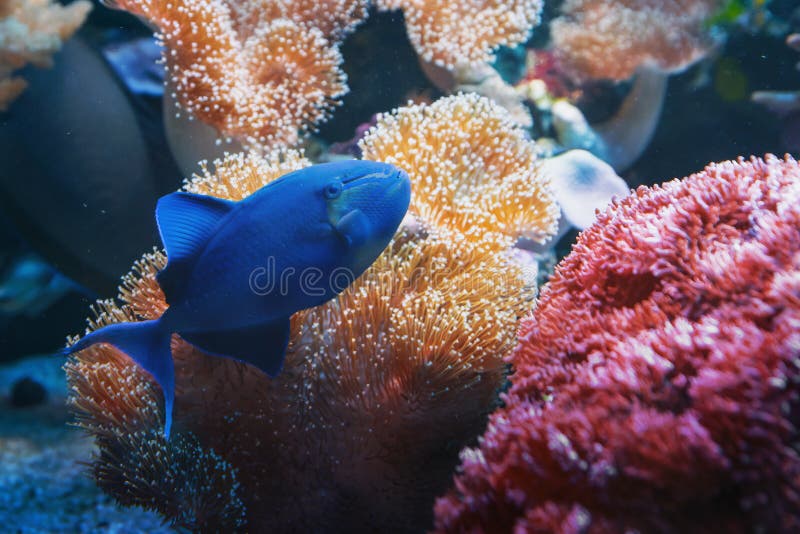 Redtoothed Triggerfish Coral Reef Fish Odonus Niger Stock Image - Image ...