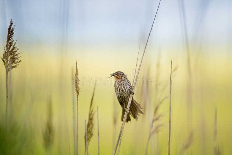 Redwing Bird Perched on the Grass in the Field Stock Image - Image of ...