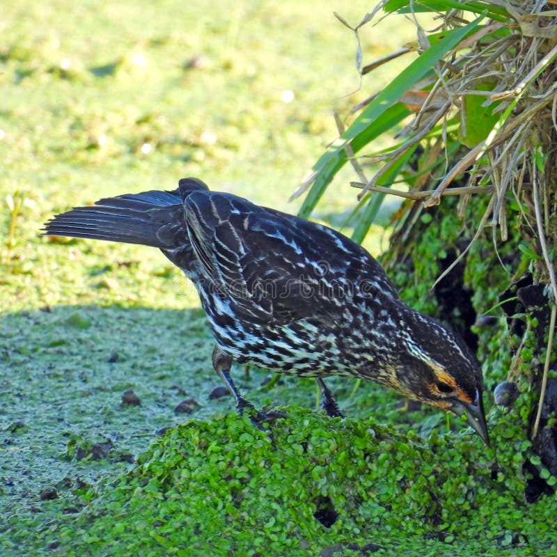 Redwing Blackbird Female Feeding in a Swamp Stock Image - Image of ...