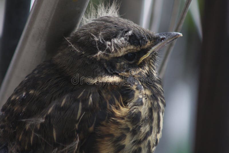 Redwing Fledgling Baby Bird Stock Photo - Image of passerine, feathers ...