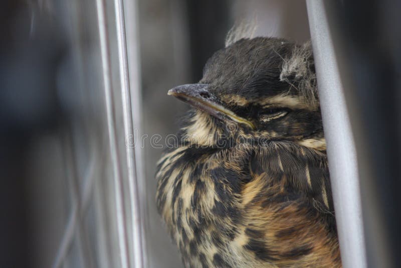 Fledgling Baby American Robin Fell Out of Nest Stock Image - Image of ...