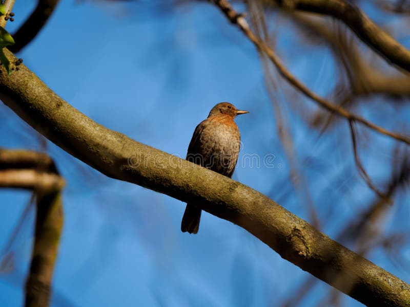Redwing Sitting on a Tree Branch in the Forest Stock Photo - Image of ...
