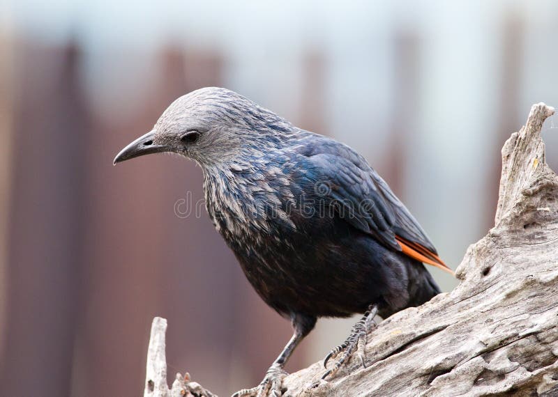 Redwinged Starling Head Tilted Stock Photos - Free & Royalty-Free Stock ...