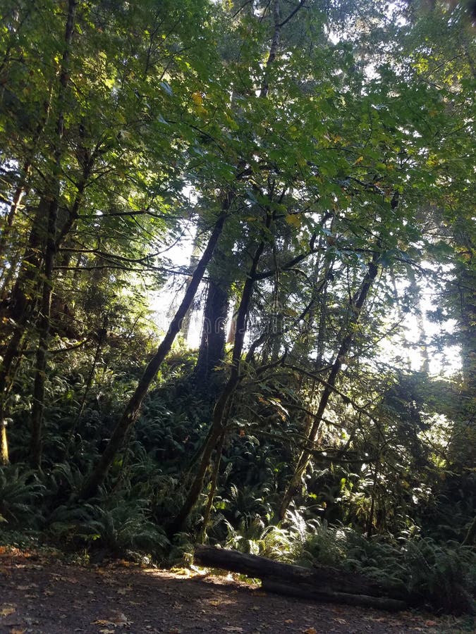 Redwood stock photo. Image of arcata, trees, redwood - 165164526