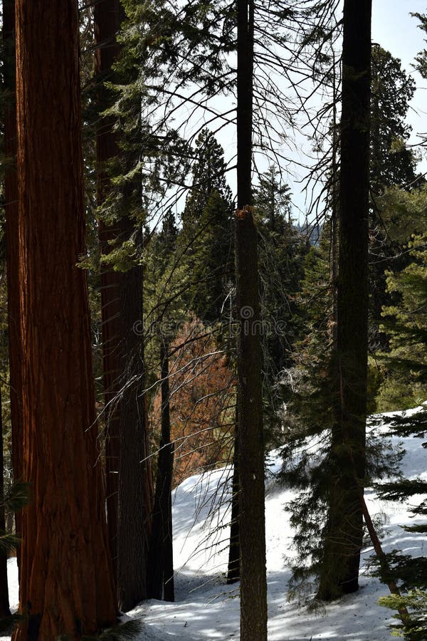 Redwood and Broken Pine Tree in the Snow Stock Photo - Image of spruce ...