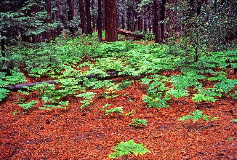 Redwood Forest in Washington Stock Photo - Image of trees, nature ...