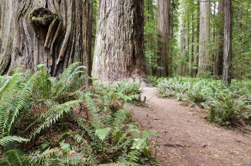 Redwood Forest Path stock photo. Image of scenic, america - 4118970