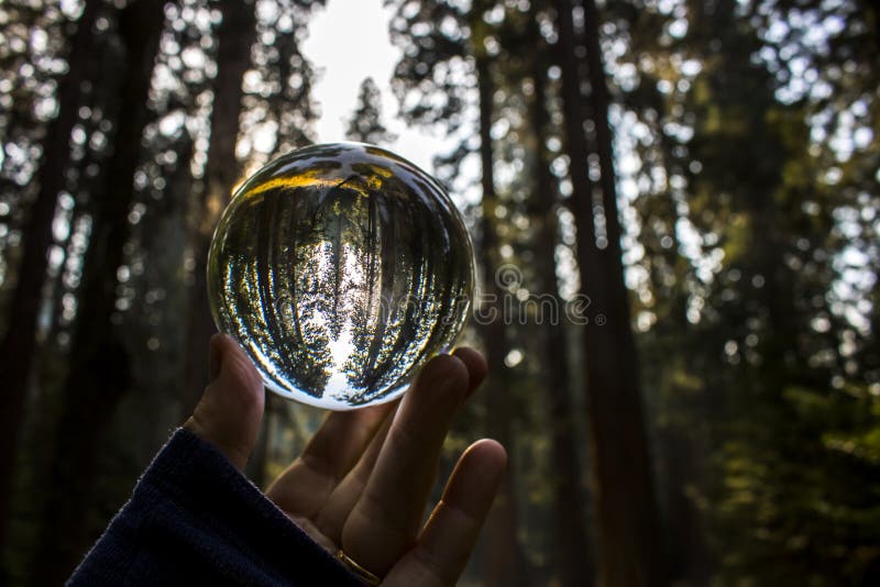Redwood Forest Captured in Glass Ball Reflection Held in Fingertips ...
