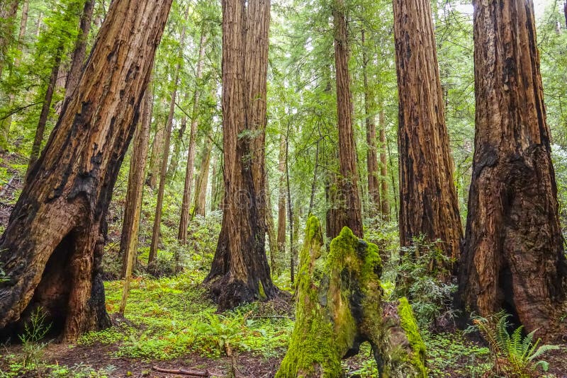 The Giant Red Cedar Trees at Redwoods National Park Stock Photo - Image ...