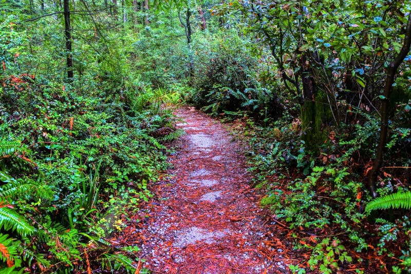 Redwood Forest Hiking Trail Surrounded by Green Foliage Stock Image ...