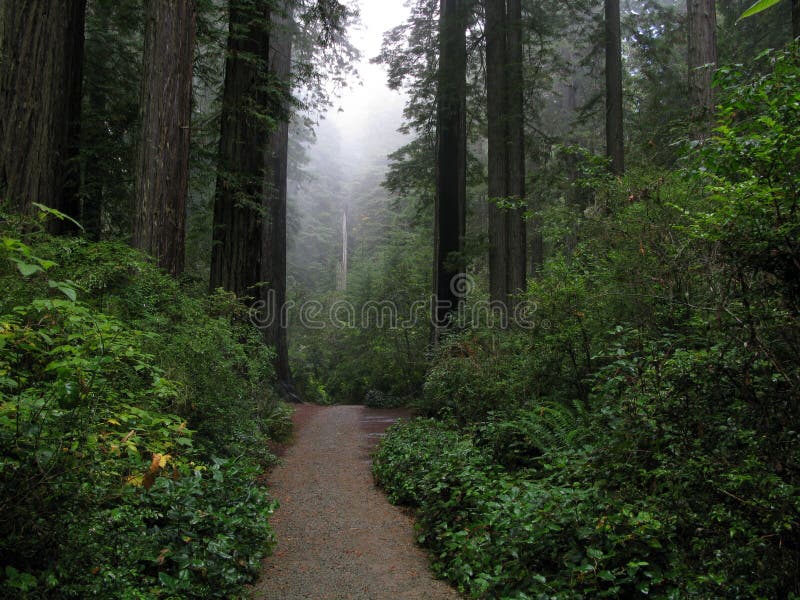 Redwood Forest Path stock photo. Image of scenic, america - 4118970