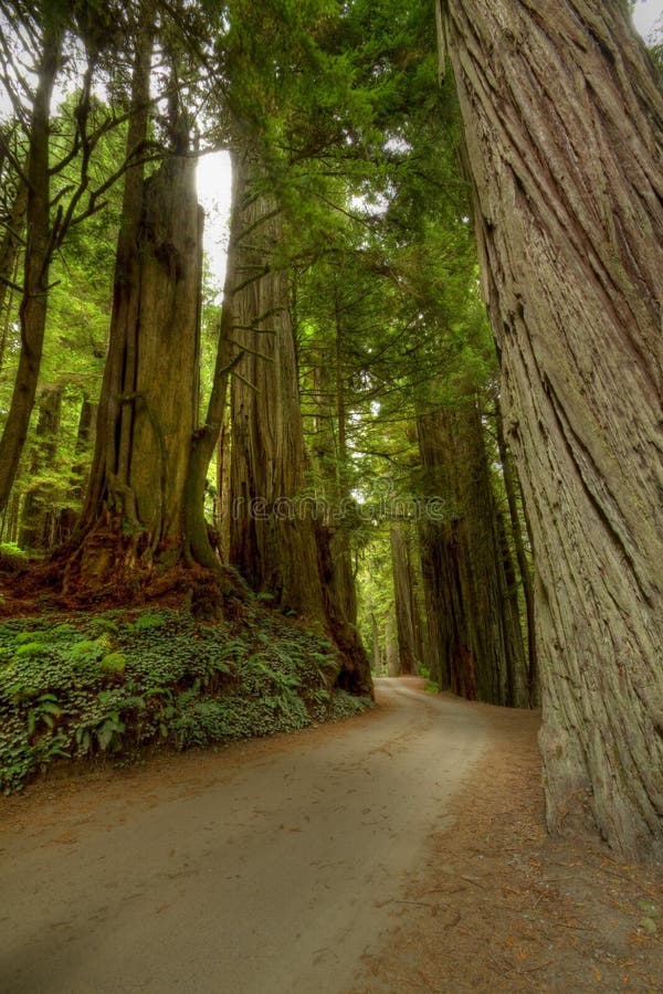 Redwood Forest Road stock image. Image of large, road - 22030189