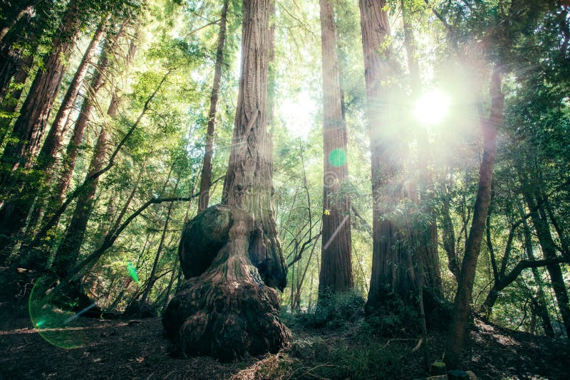 Redwood stock photo. Image of beautiful, trees, santcruz - 76543976