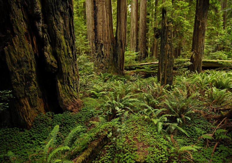 Redwood Forest stock photo. Image of brown, timber, cover - 30283854