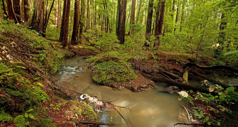 Redwood forest waterfall stock photo. Image of fern, dense - 24016494