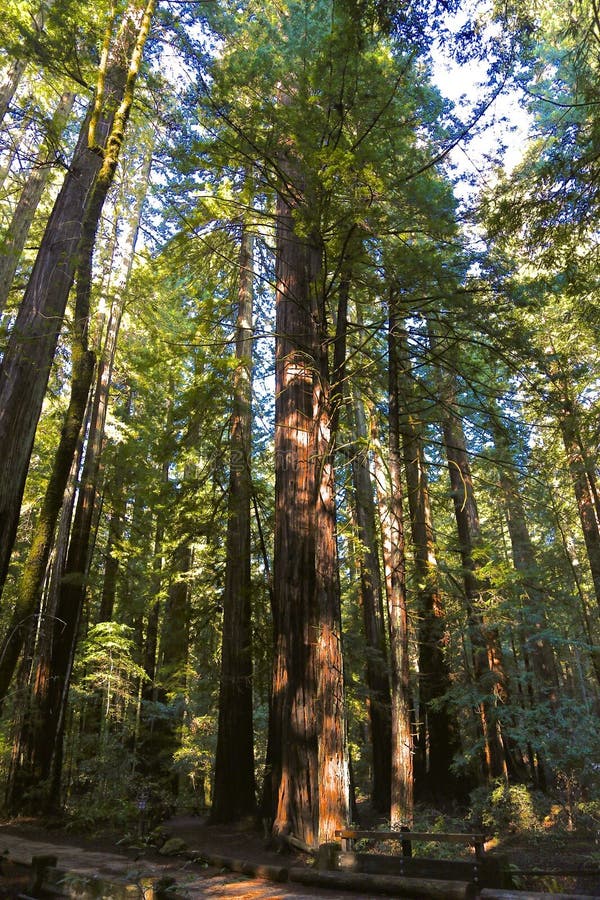 Redwood stock photo. Image of forest, trail, park, hike - 12817868