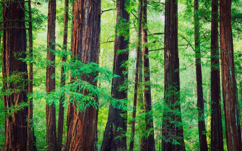 Redwood Forest stock image. Image of forest, wilds, giant - 30546507
