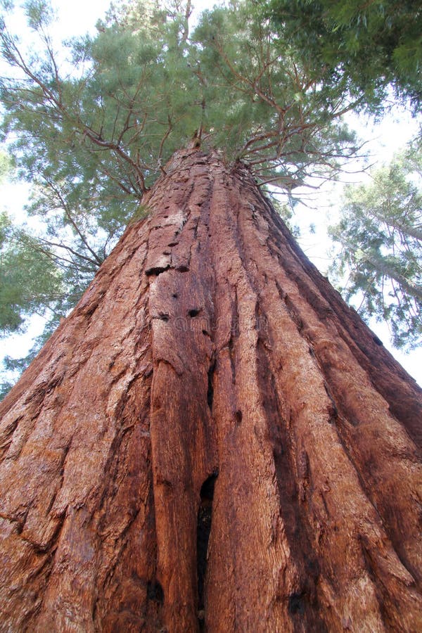 Redwood Giant stock photo. Image of park, portrait, sequoia - 25851180