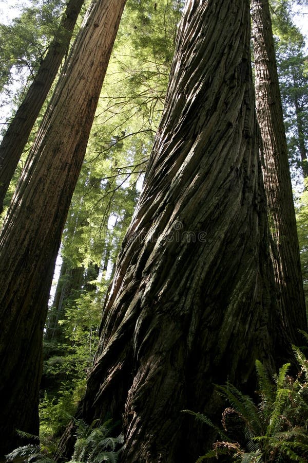 Redwood Grove stock image. Image of giant, sierra, america - 22292191