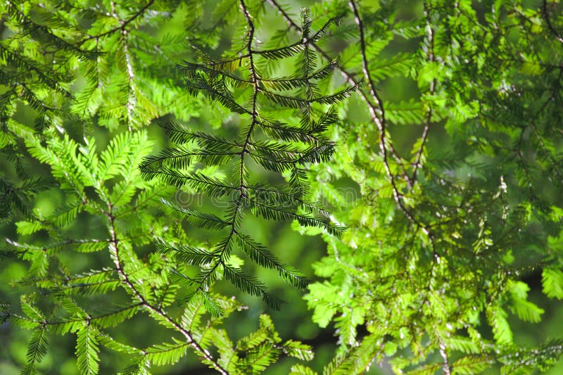 Redwood Leaves, Tree Canopy Stock Photo - Image of redwood, texture ...