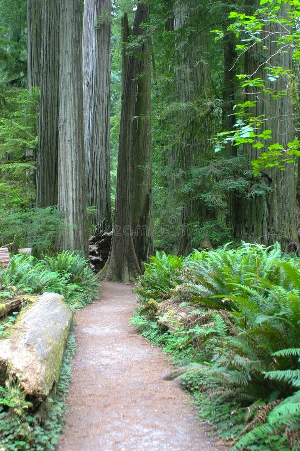 Redwood Forest Path stock photo. Image of scenic, america - 4118970