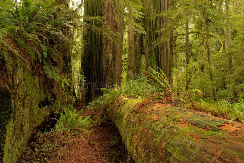 Redwood Path stock image. Image of serenity, park, redwoodnp - 50628497