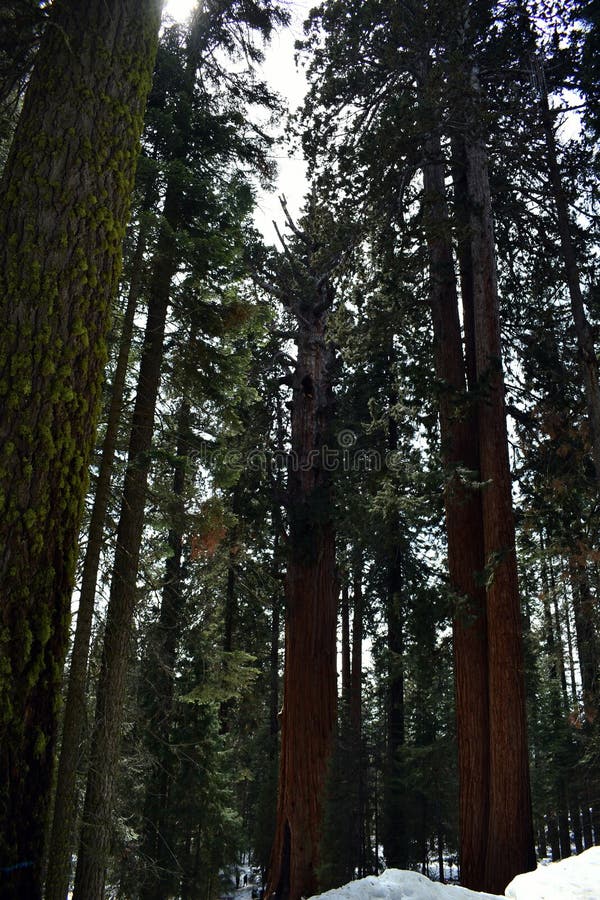 Redwood and Pine Tree in Mount Stock Image - Image of tree, forest ...