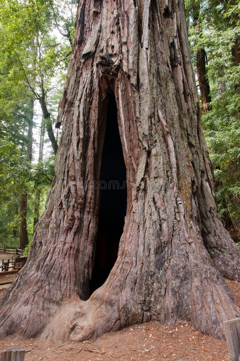 3,486 Redwood Tree Texture Stock Photos - Free & Royalty-Free Stock ...