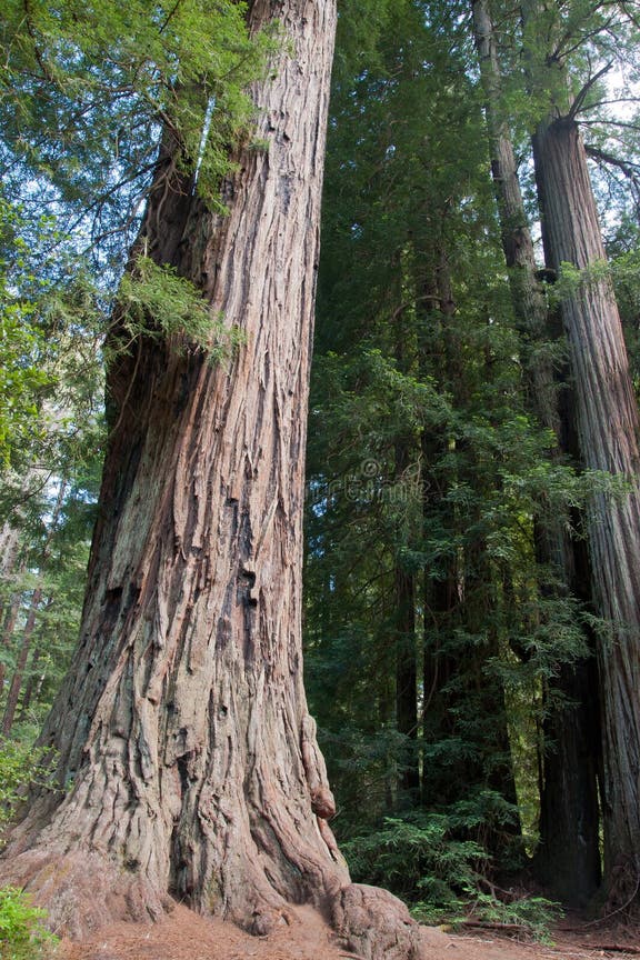 3,482 Redwood Tree Texture Stock Photos - Free & Royalty-Free Stock ...