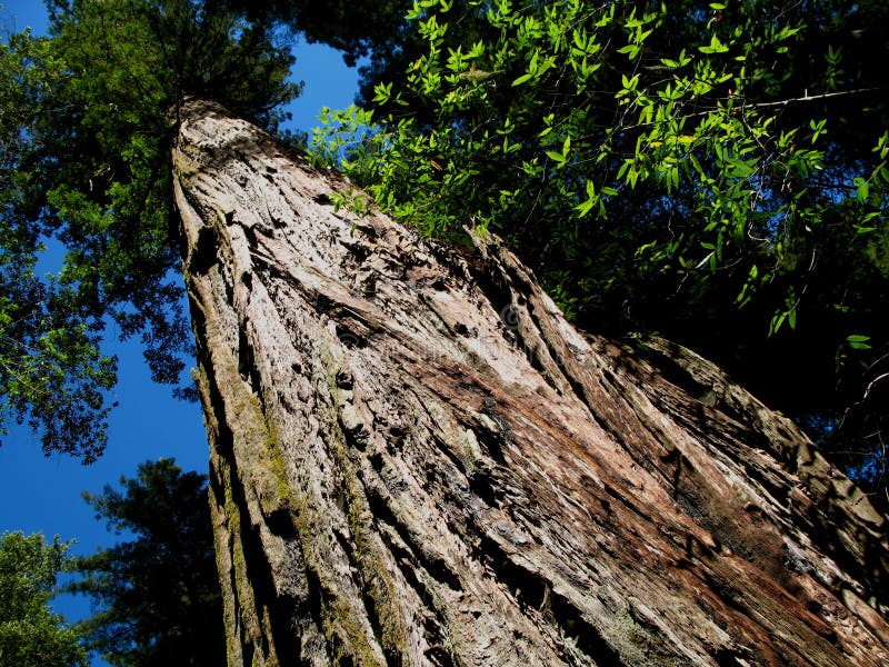 Redwood Tree stock image. Image of upward, north, logging - 3225601