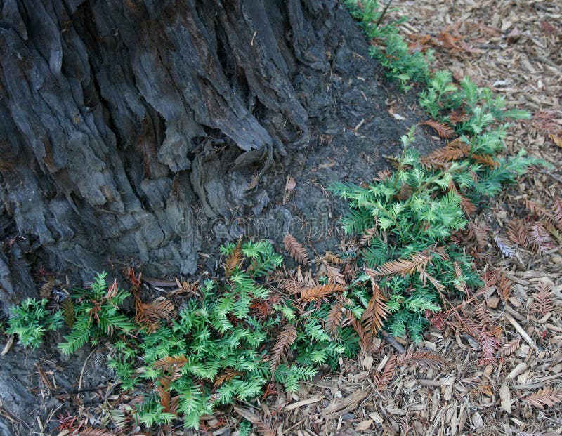 Redwood tree base growth stock photo. Image of base, sprouting - 42732180