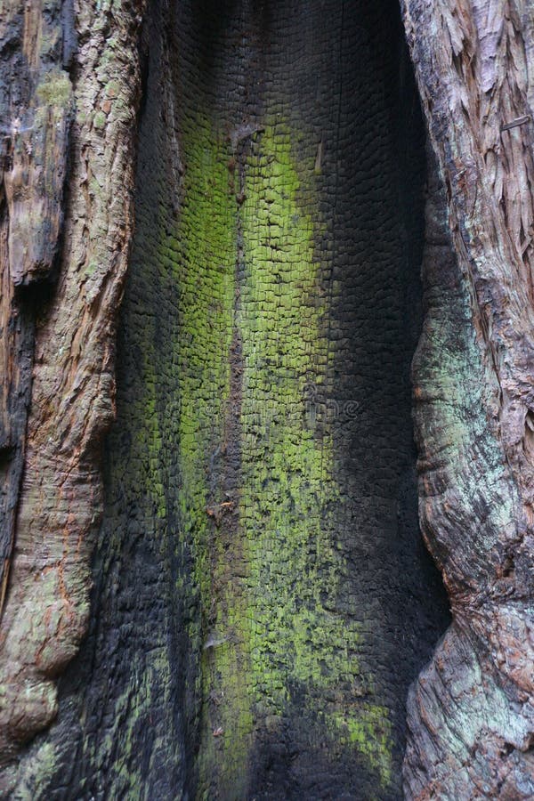 Redwood Tree, California; Big Basin SP Stock Image - Image of humidity ...