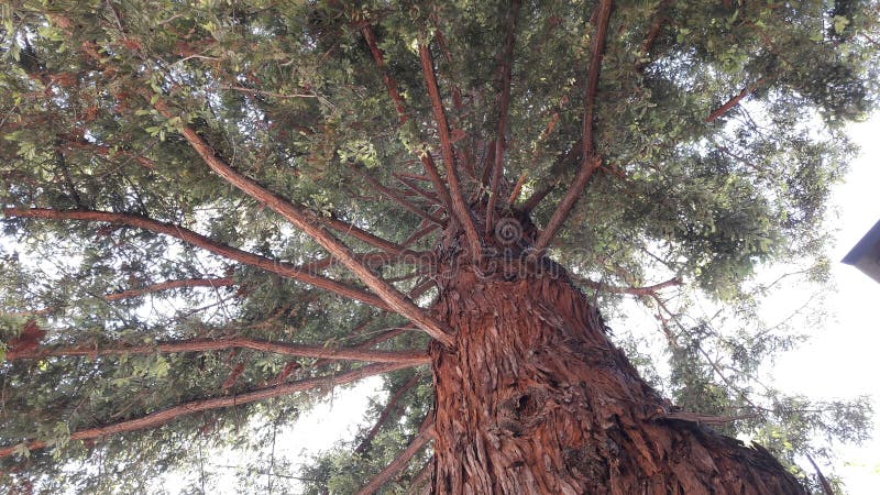 Redwood tree stock photo. Image of trunk, redwood, branches - 150902800