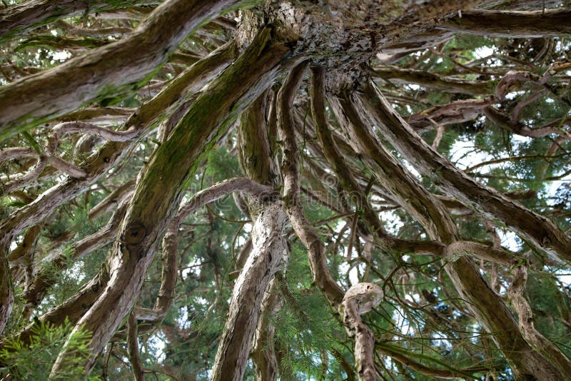 Redwood Tree Low Angle View Stock Photo - Image of natural, ancient ...
