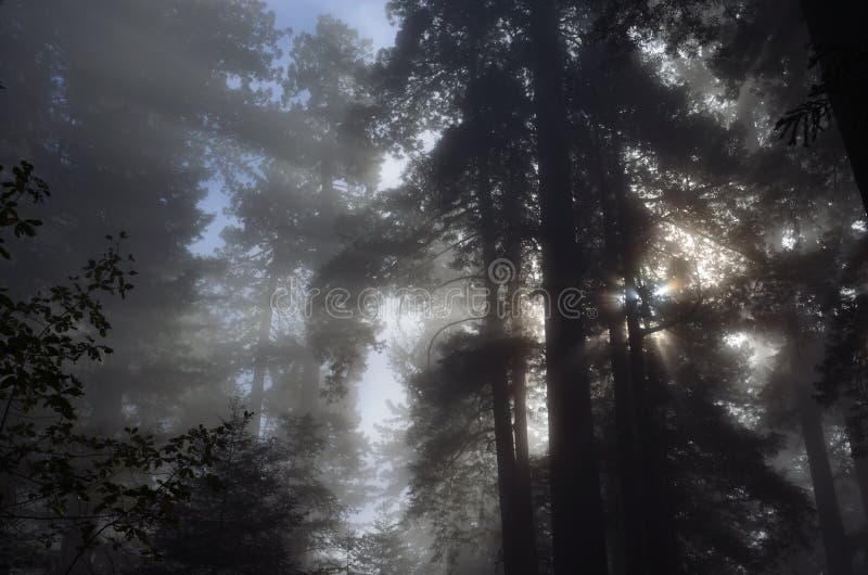 Redwood_tree_mist stock photo. Image of redwoodtreemist - 137454864