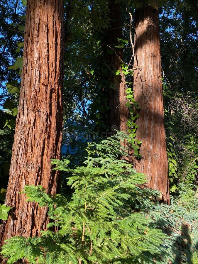 Redwood tree trunks stock image. Image of tall, california - 220962841