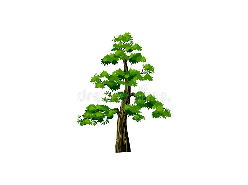 Redwood Tree Vector Illustrations Isolated on White Stock Vector ...