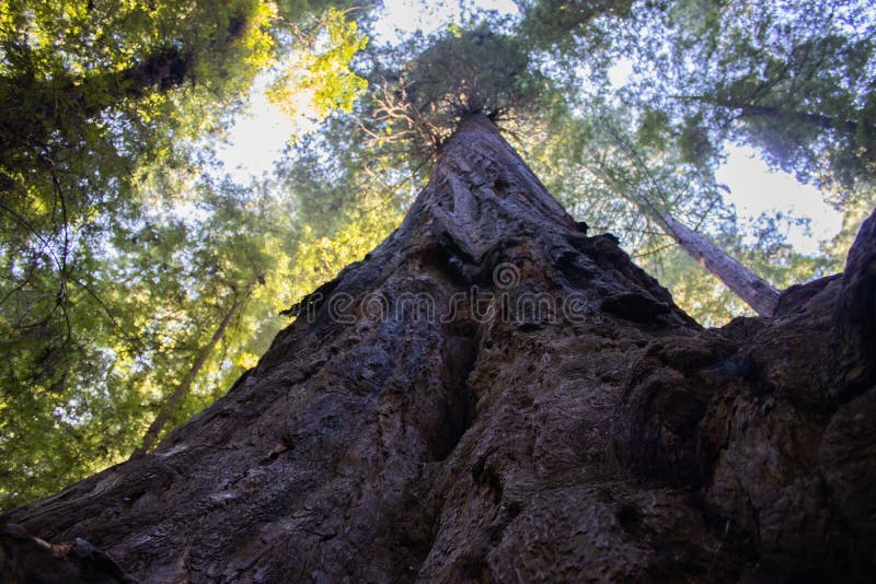 Redwood Tree Vertical View Point Stock Photo - Image of tree, leaf ...