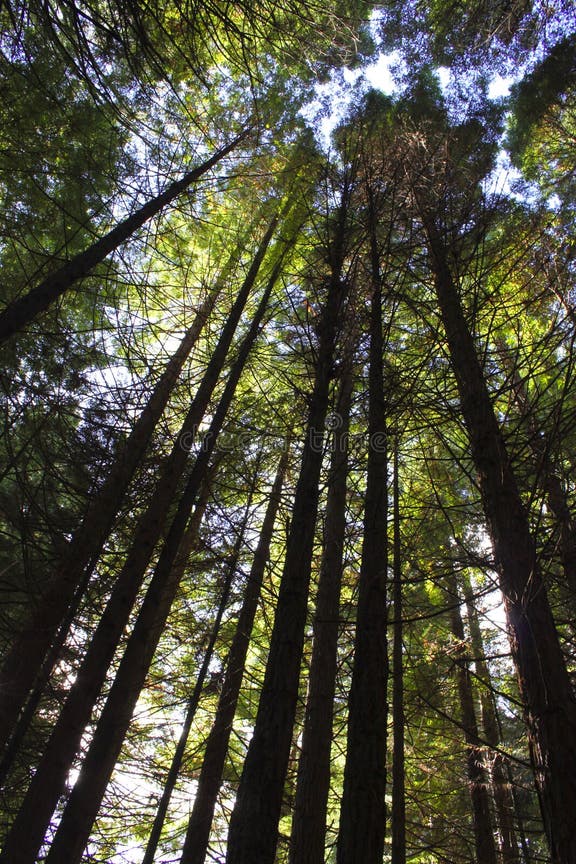 Redwood Trees stock photo. Image of height, forest, canopy - 14509158