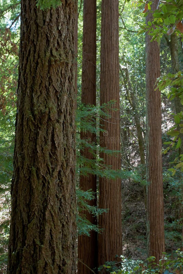 Redwood trees stock photo. Image of landscape, famous - 22673768