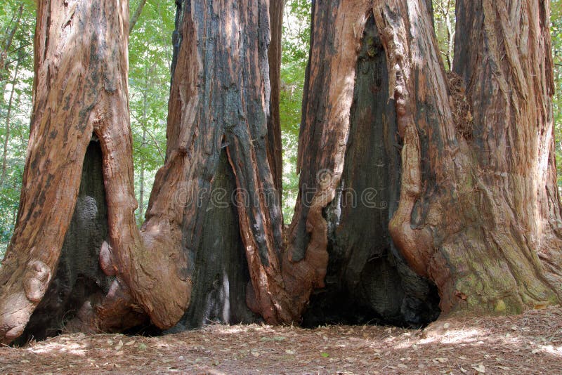Redwood trees stock photo. Image of national, outdoor - 22673776