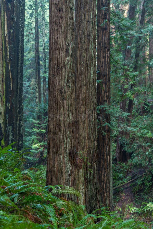 Redwood Trees in Arcata California Stock Image - Image of scenic ...