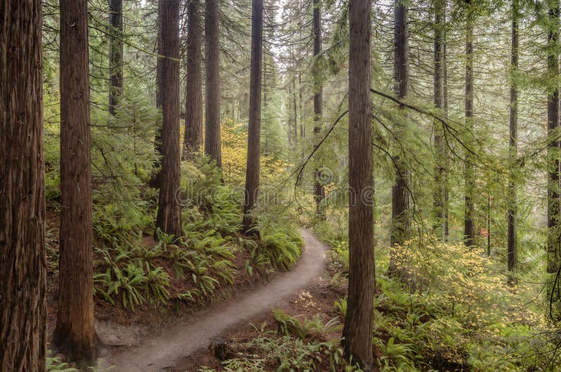 Redwood Trees Forest and Path Oregon Stock Photo - Image of pathway ...