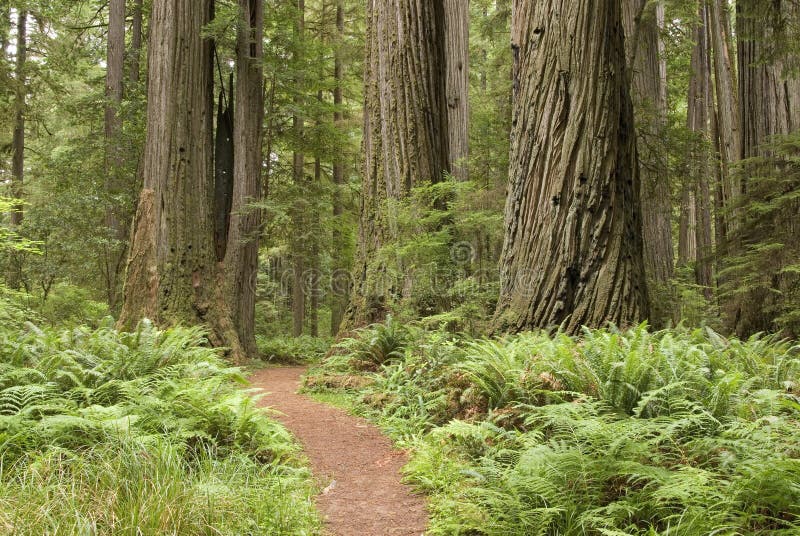 Redwood Trees with Hiking Trail. Stock Photo - Image of rainfall ...