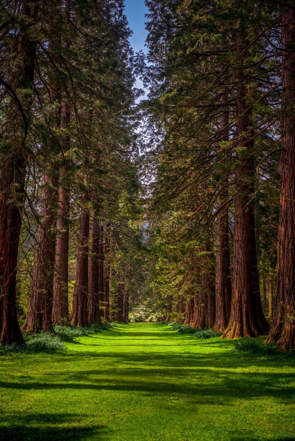 Redwood Trees Line a Grass Path Stock Image - Image of light, avenue ...