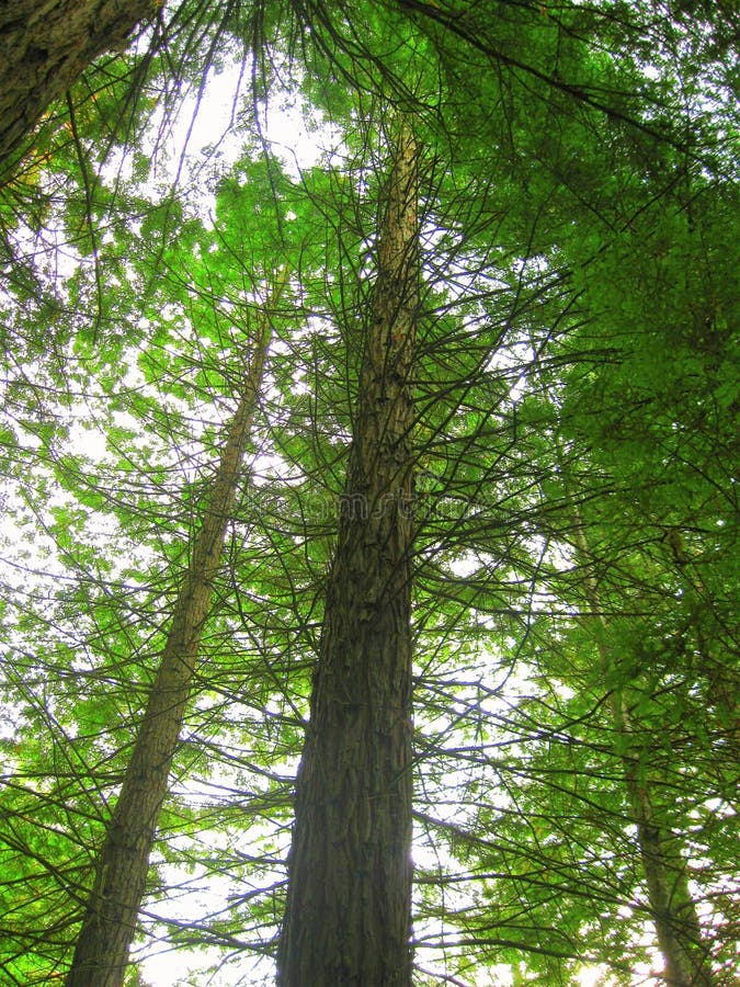 Redwood Trees stock photo. Image of national, corla, forest - 96258076