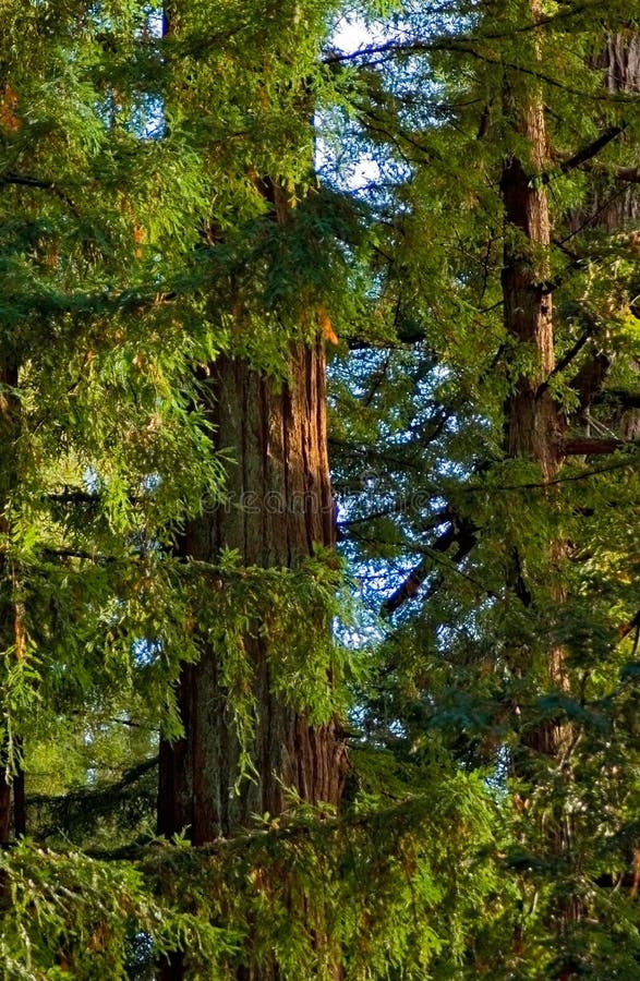 Redwood Trees Trunks at Sunset Stock Photo - Image of sequoias ...