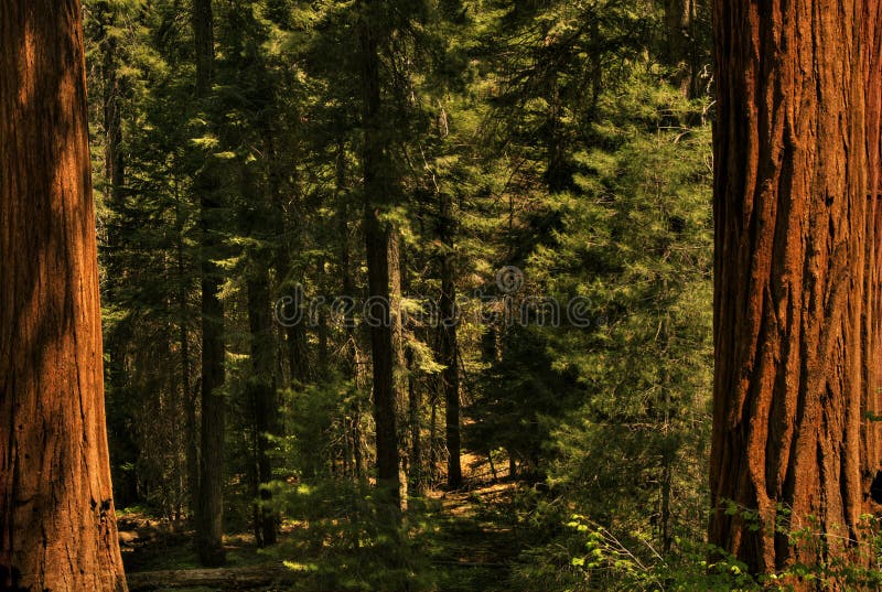 Redwood Trees 0119 stock photo. Image of canopy, escape - 42731898