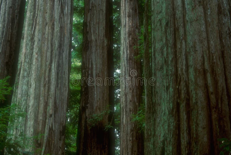 Sequoias on blue stock photo. Image of tree, scenic, nevada - 3407872