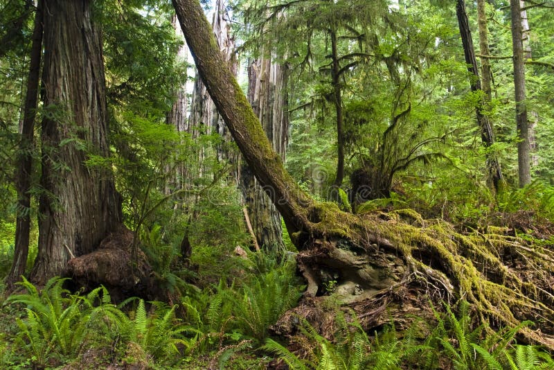 Redwoods stock image. Image of forest, redwoods, woods - 11580955